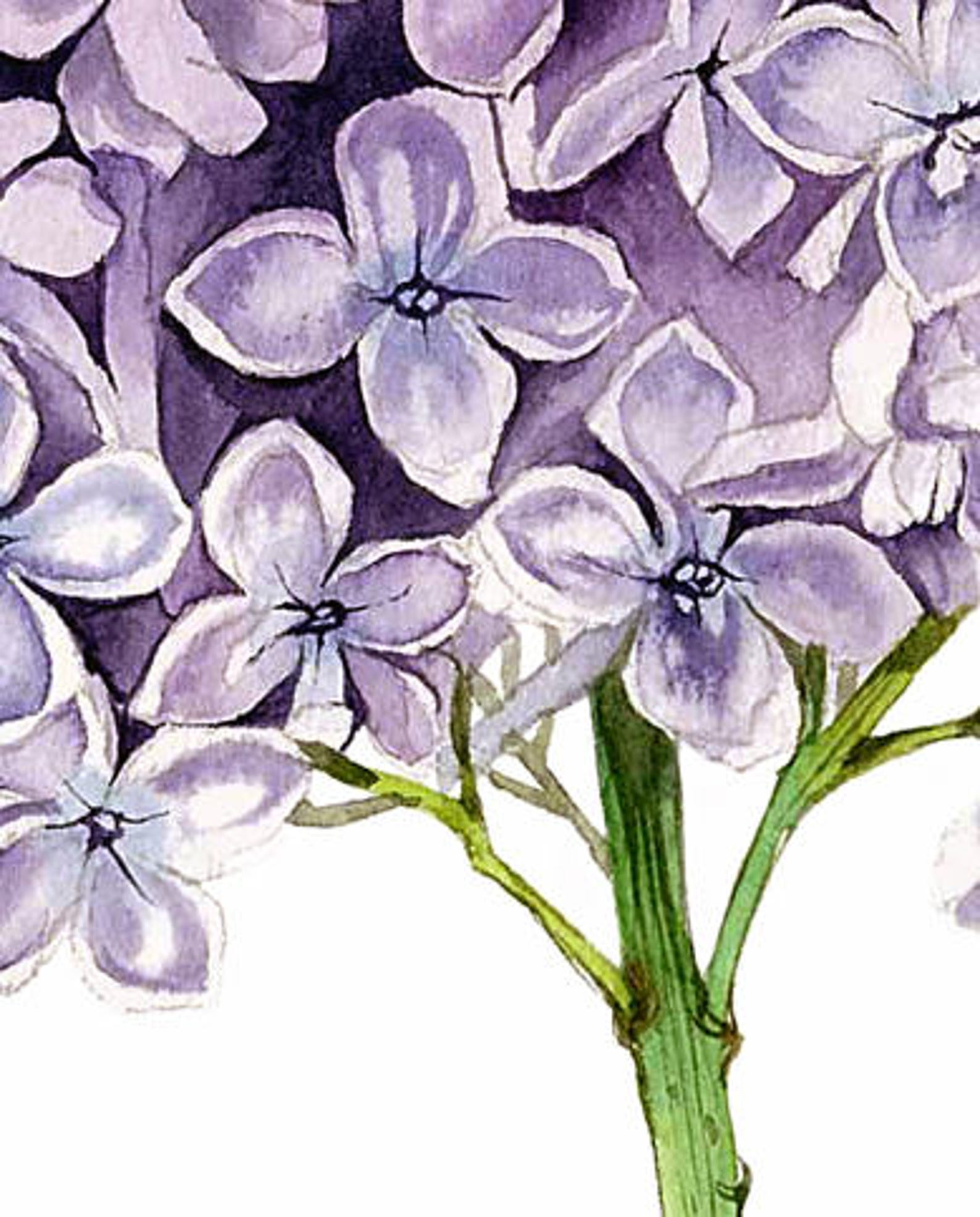Watercolor Lilac Flower Wall Art Print Lilac Painting Print - Etsy