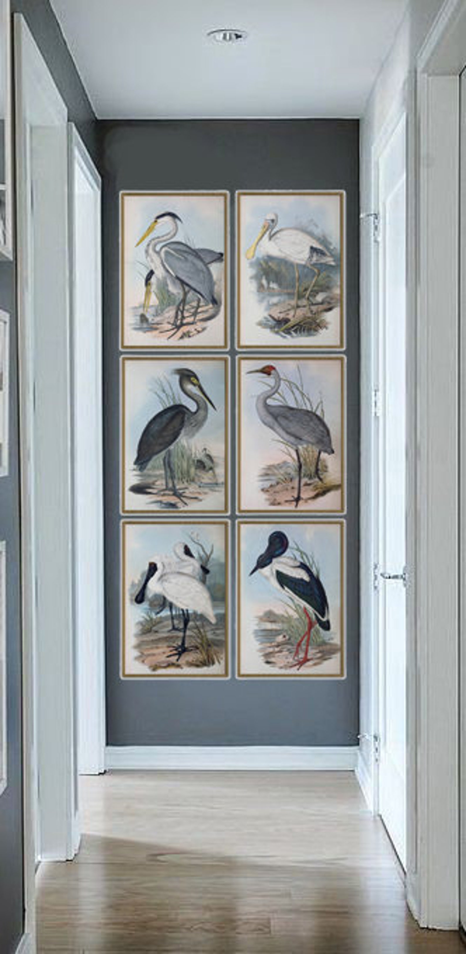 Large Birds Prints Set of 6 Wall Art Decor Ornithology | Etsy