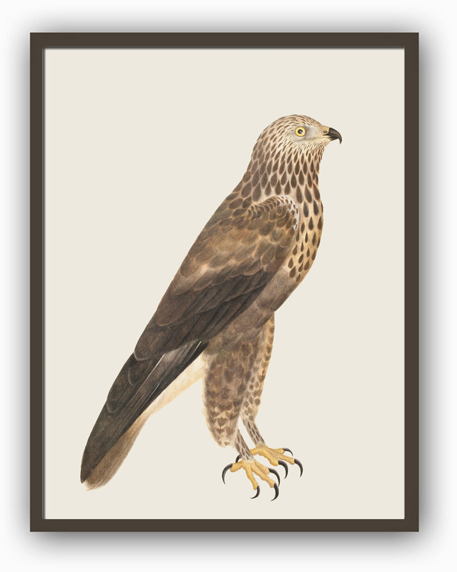 Buzzard Bird Print Large Wall Art Decor Wild Bird Vintage | Etsy