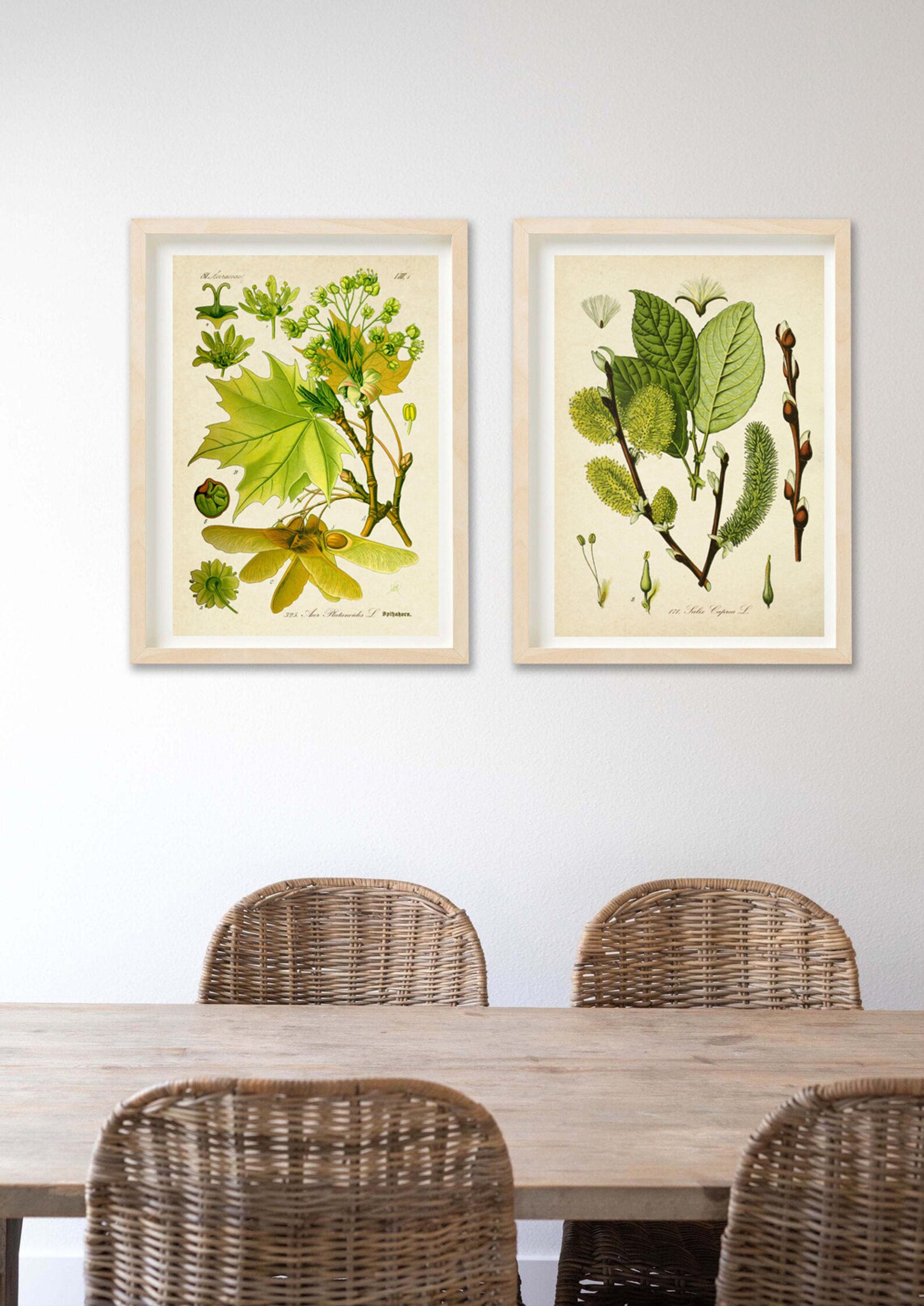 Maple and Willow Print Botanical Art Decor Botanical Poster Tree Prints ...