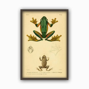 Green Frog Print, Antique Frog Book Plate Illustration, Frog Biology ...