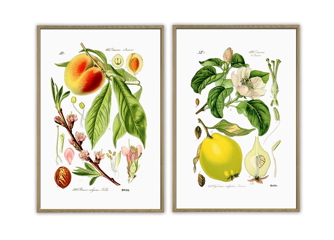 Fruit Print Set of 2, Kitchen Wall Decor, Fruit Botanical Poster, Fruit ...