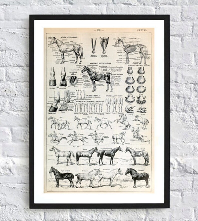 Horse Wall Art Print Biology Science Vintage Illustration - Etsy