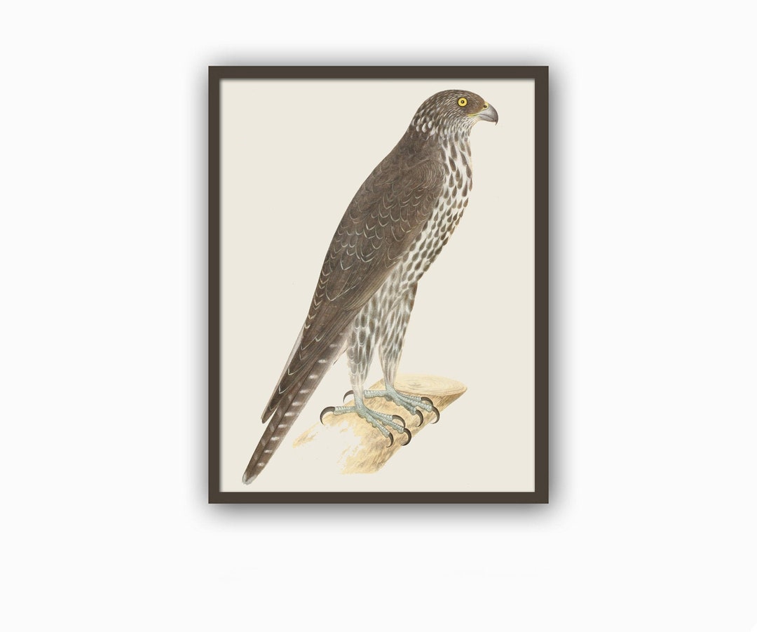 Gyr Falcon Bird Print Large Wall Art Decor Vintage Collection Bird ...