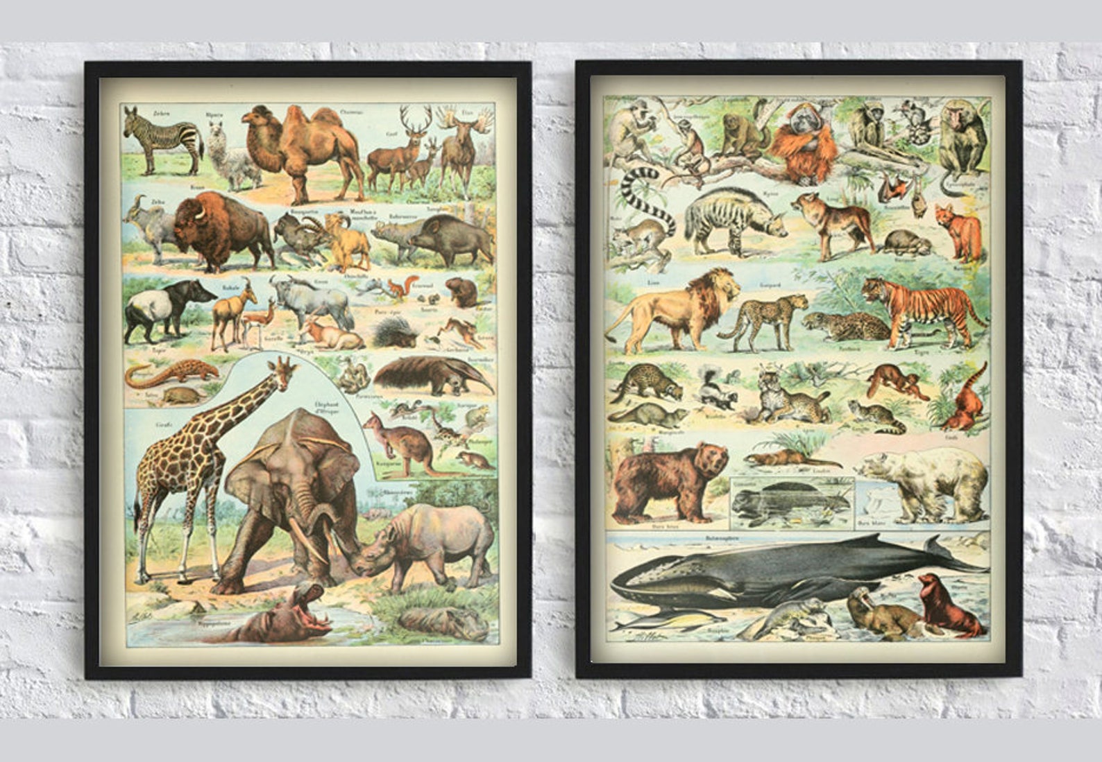 Set of 2 Animal Print - Animals Poster - Animals Wall Art Print ...