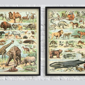 Set of 2 Animal Print - Animals Poster - Animals Wall Art Print ...