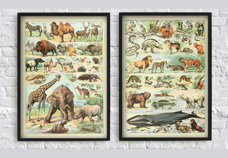 Set of 2 Animal Print - Animals Poster - Animals Wall Art Print ...