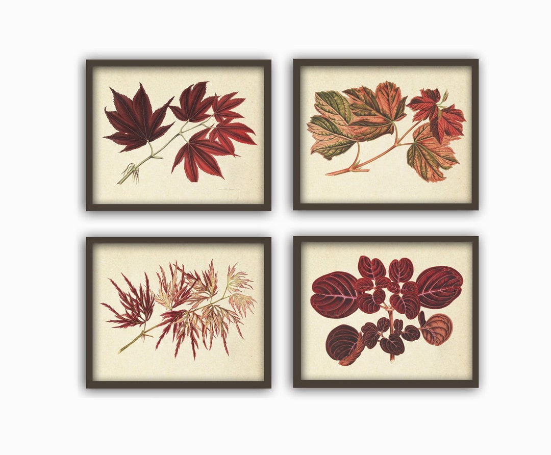 Botanical Print Set of 4, Botanical Wall Art Decor, Maple Tree Leaves ...