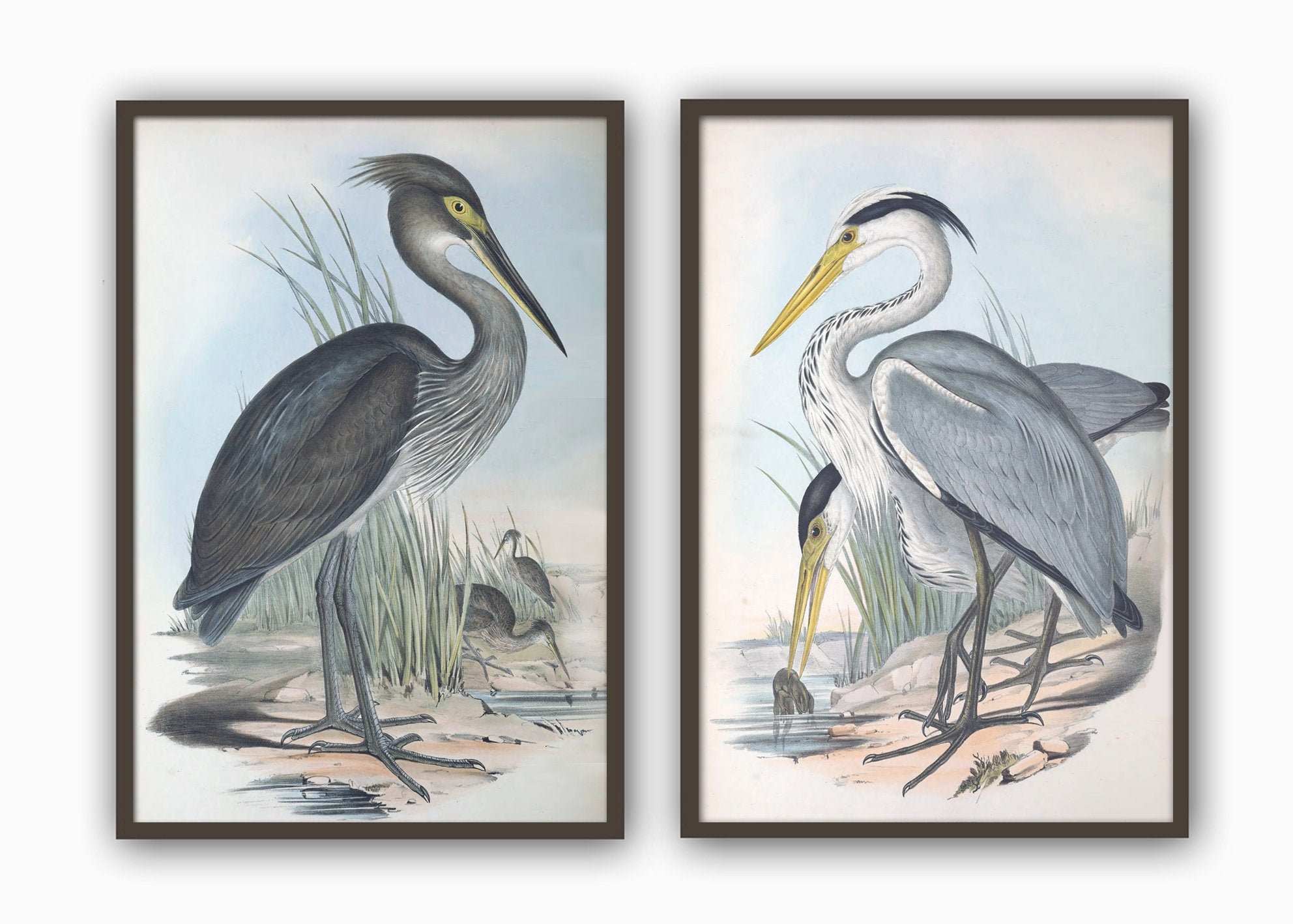Birds Print Set of 2, Large Wall Art Decor, Australian Bird Vintage ...