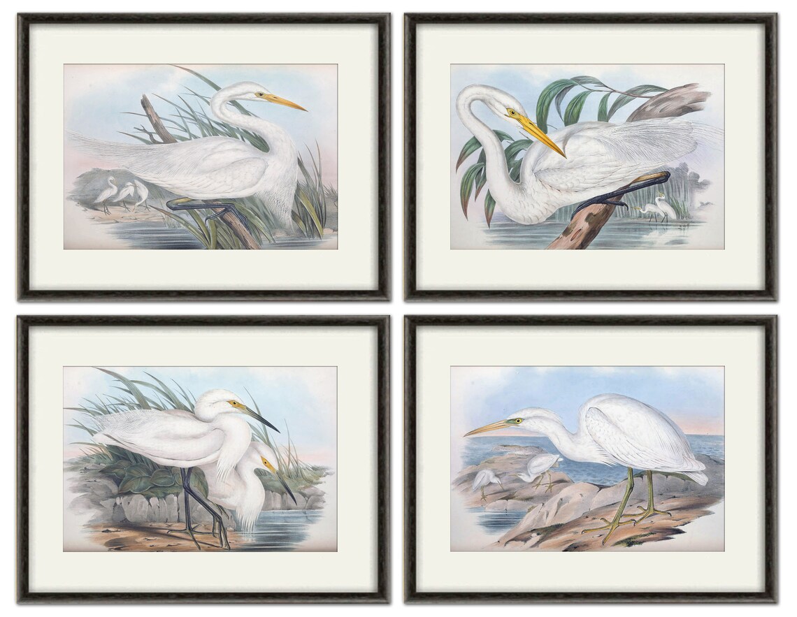 Birds Prints Set of 4 , Large Wall Decor, Ornithology Poster, Antique ...