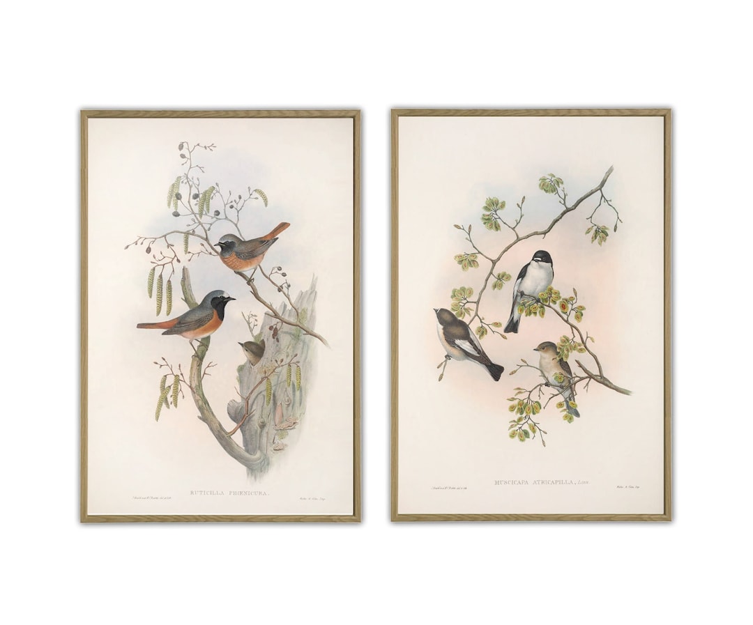 Bird Print Set, Bird Wall Decor, Bird Vintage Illustration Print, Wall ...