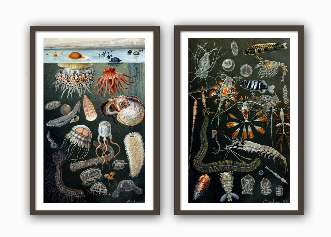 Marine Biology Posters, Coastal Art, Jellyfish Wall Art, Octopus Print ...