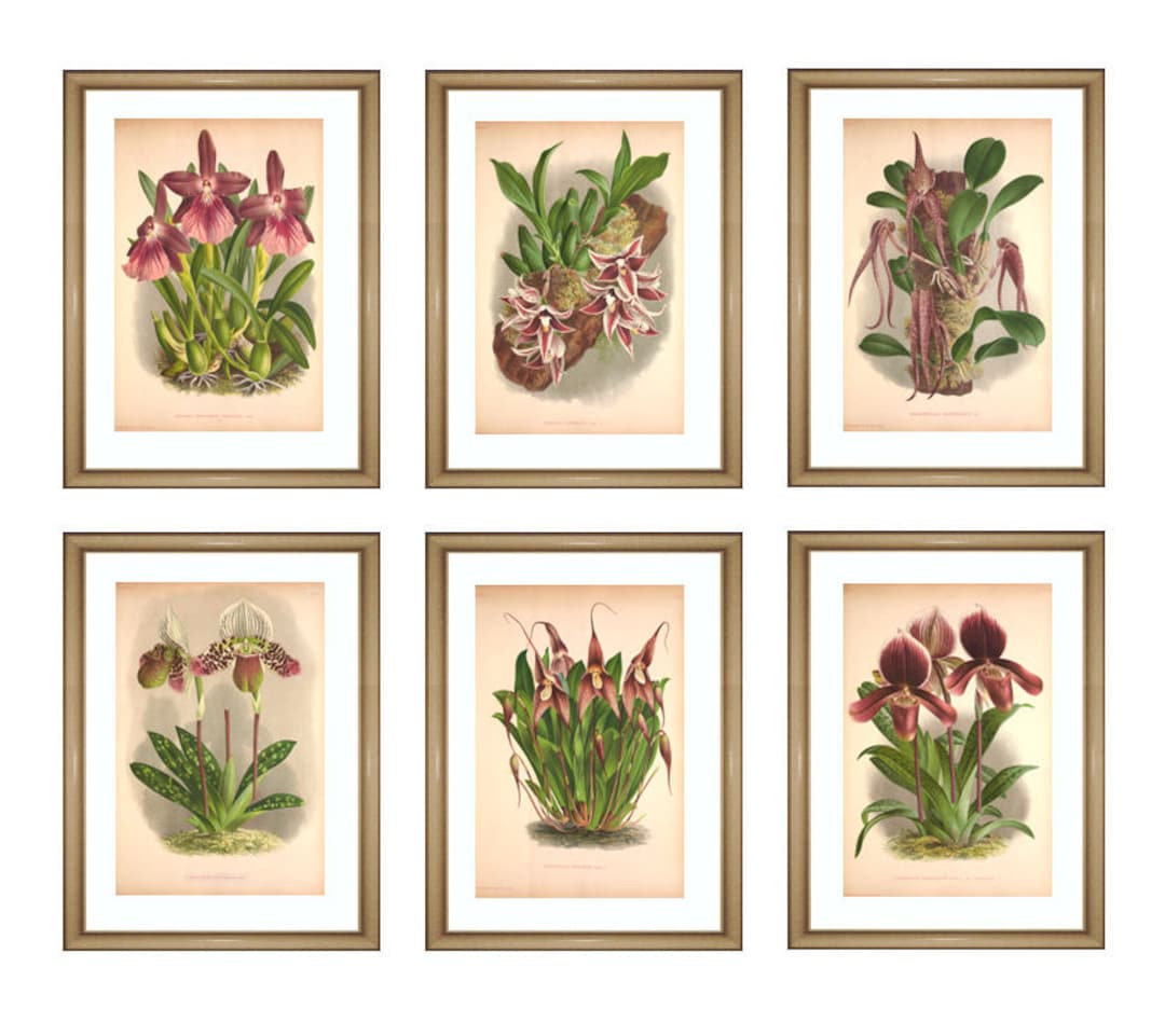 Flower Orchid Print, Flowers Art Print Set, Vintage Orchid Illustration ...