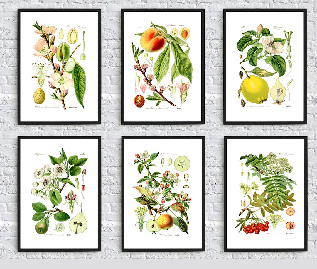 Fruit Wall Art Print, Botanical Poster, Kitchen Wall Art Decor Fruit ...