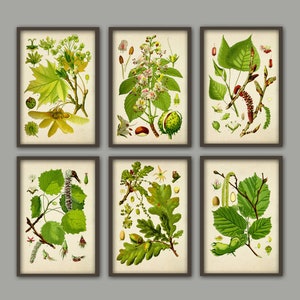 Tree Wall Art Print - Tree Leaves Print - Tree Set of 6 - Botanical ...