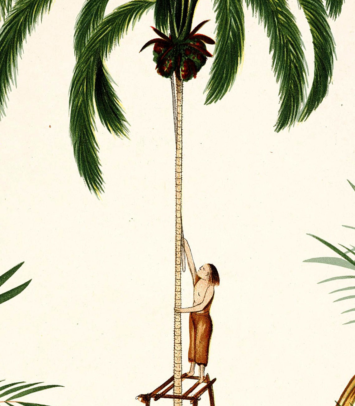 Palm Tree Botanical Print Palm Home Decor Palm Wall Art - Etsy