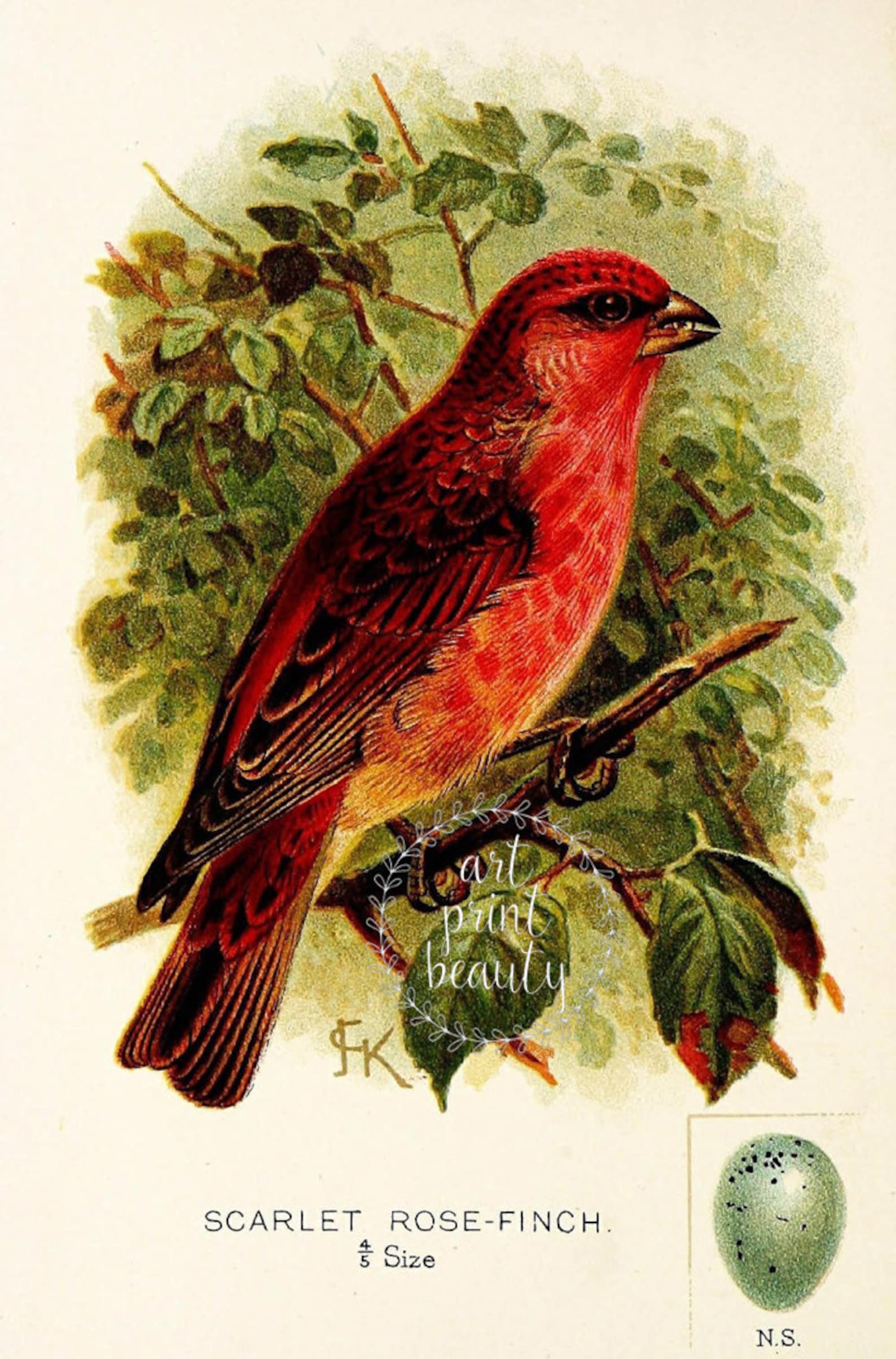 Bird Botanical Print Set Vintage Bird Print Bird Wall Art - Etsy