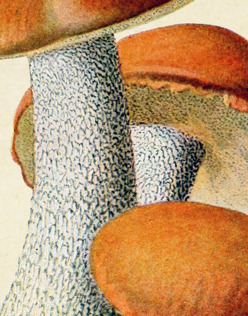 Mushroom Print Set of 4, Mushroom Kitchen Decor, Mushrooms Book Plate ...