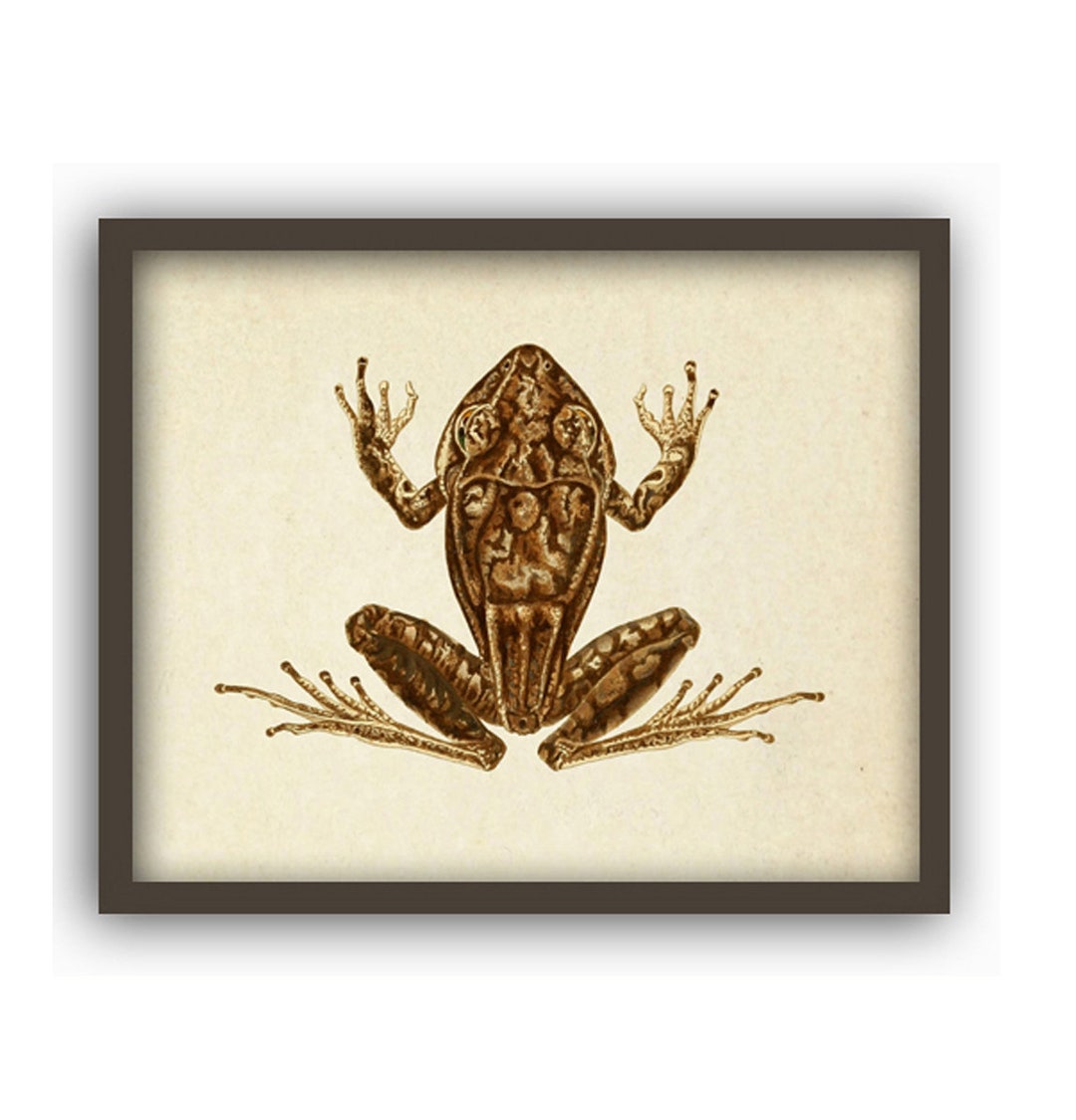 Frogs Wall Art Print, Antique Frog Book Plate Illustration, Frog ...