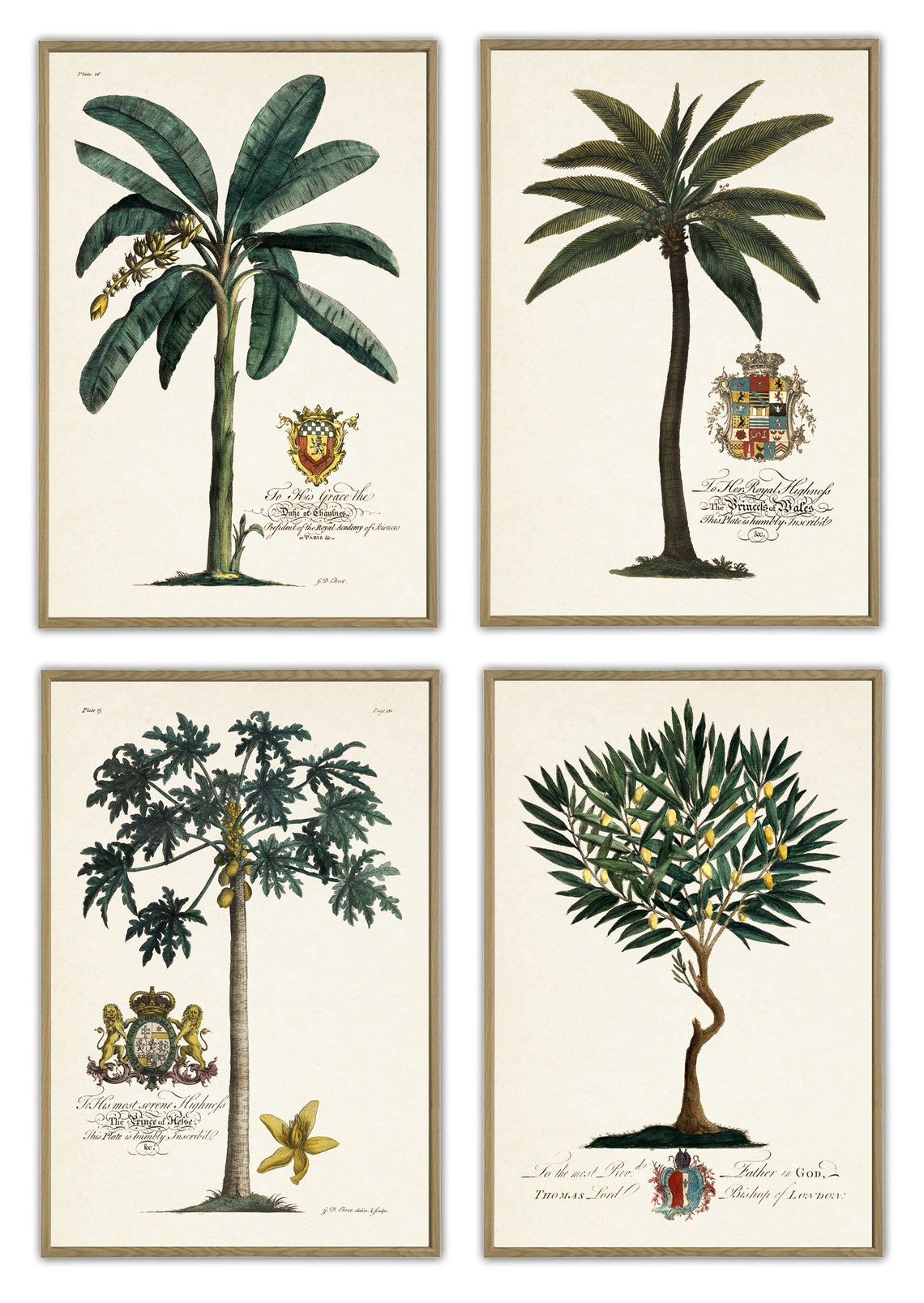 Palm Tree Print Set, Palm Posters, Wall Art Decor, Botanical ...