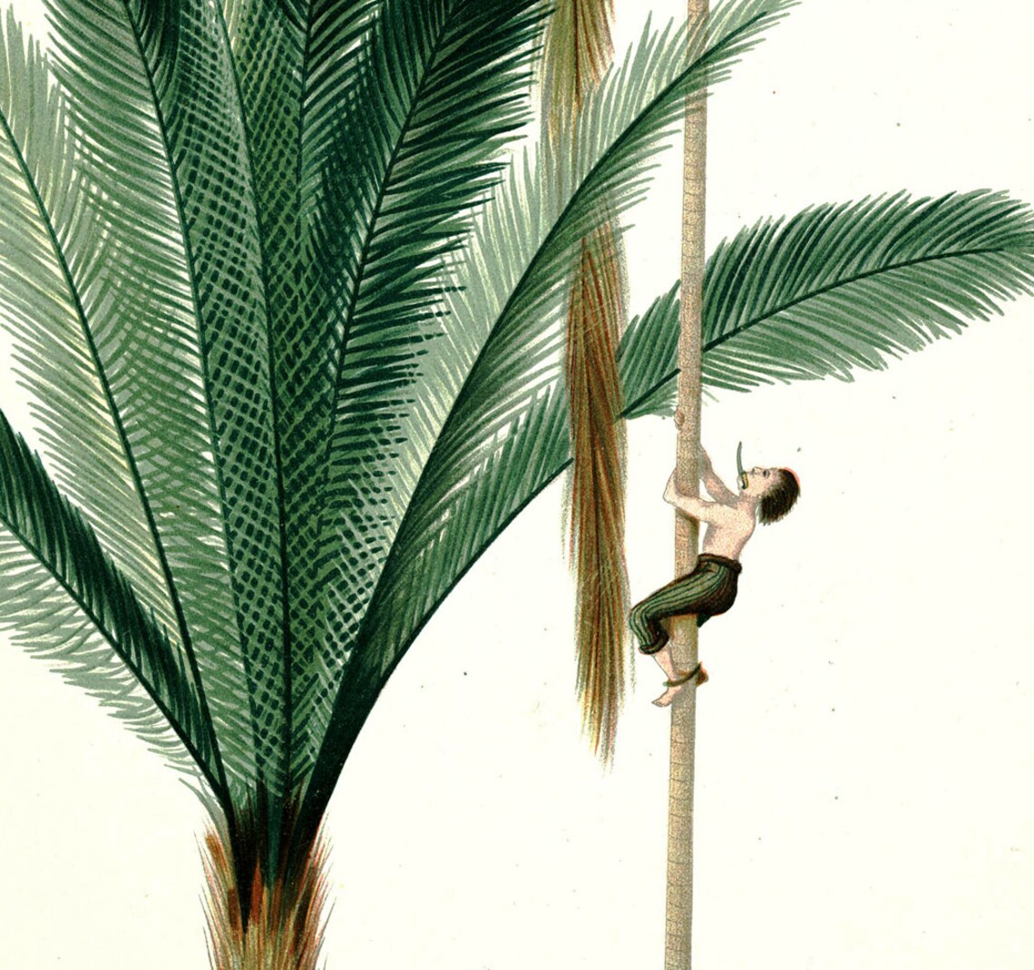 Palm Tree Botanical Wall Art Print Set of 3 Palm Home Decor | Etsy