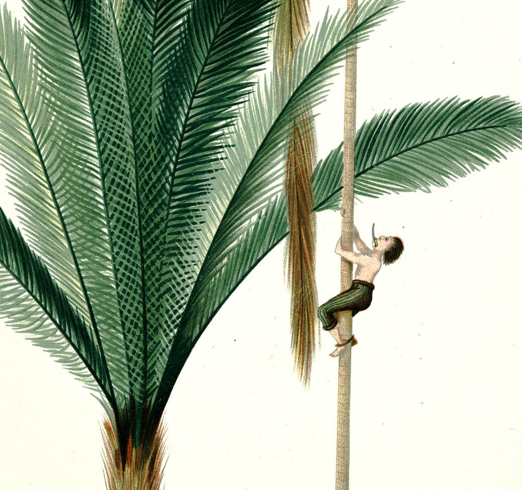 Palm Tree Botanical Wall Art Print Set of 3 Palm Home Decor | Etsy