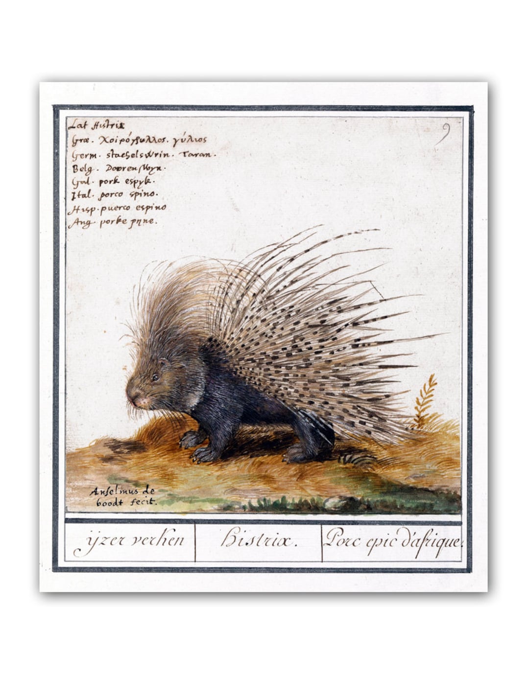 Porcupine Print, Animals Print, Animal Poster, Vintage Lithography ...
