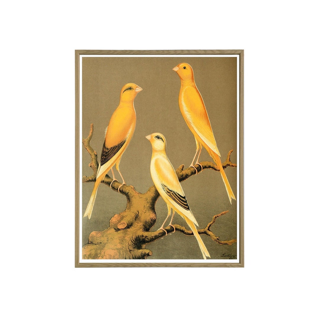 Bird Print, Bird Wall Art Decor, Yellow Canary Bird Poster - Etsy