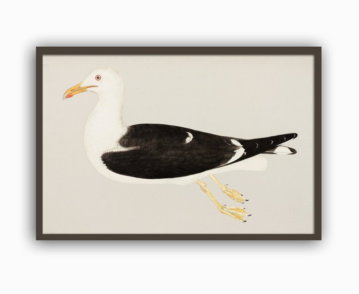 Gull Bird Print Wall Art Decor Vintage Illustration Waterfowl - Etsy