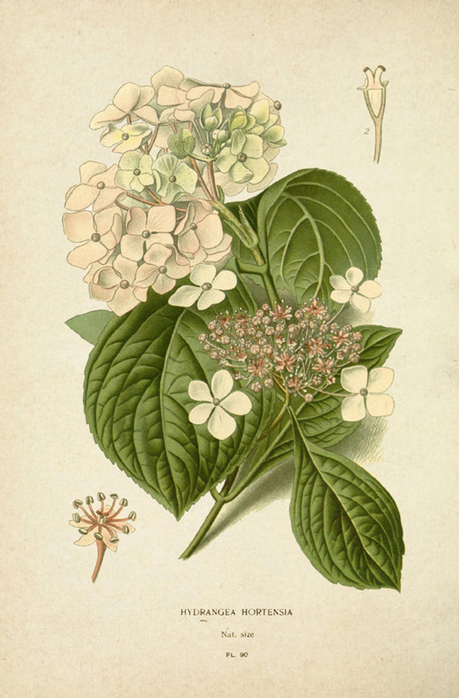 Rustic Botanical Illustration Flowers Prints Wall Art Print - Etsy