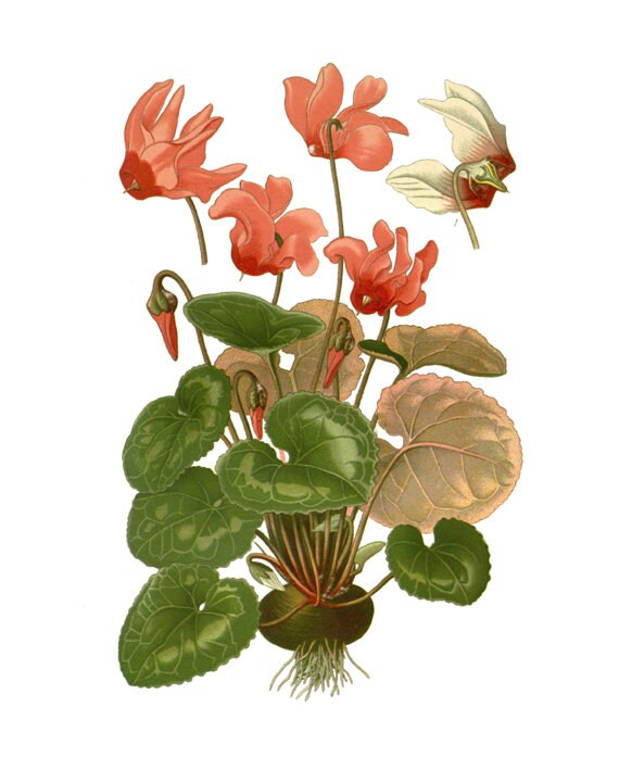 Beautiful Flowers Print Set of 4 Home Decor Botanical - Etsy