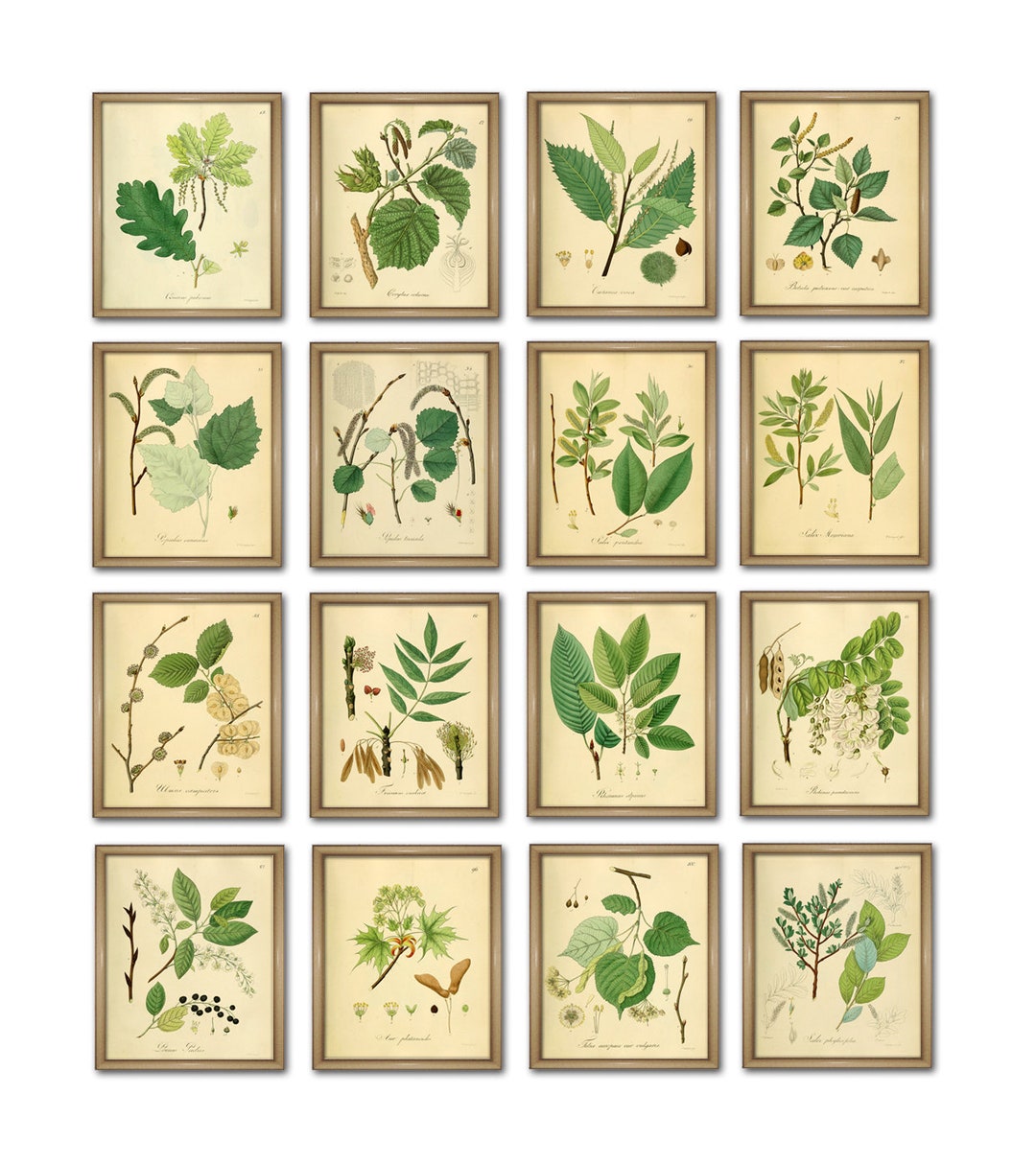 Tree Species Wall Art Print Set, Green Leaves Print, Plant Poster Set ...