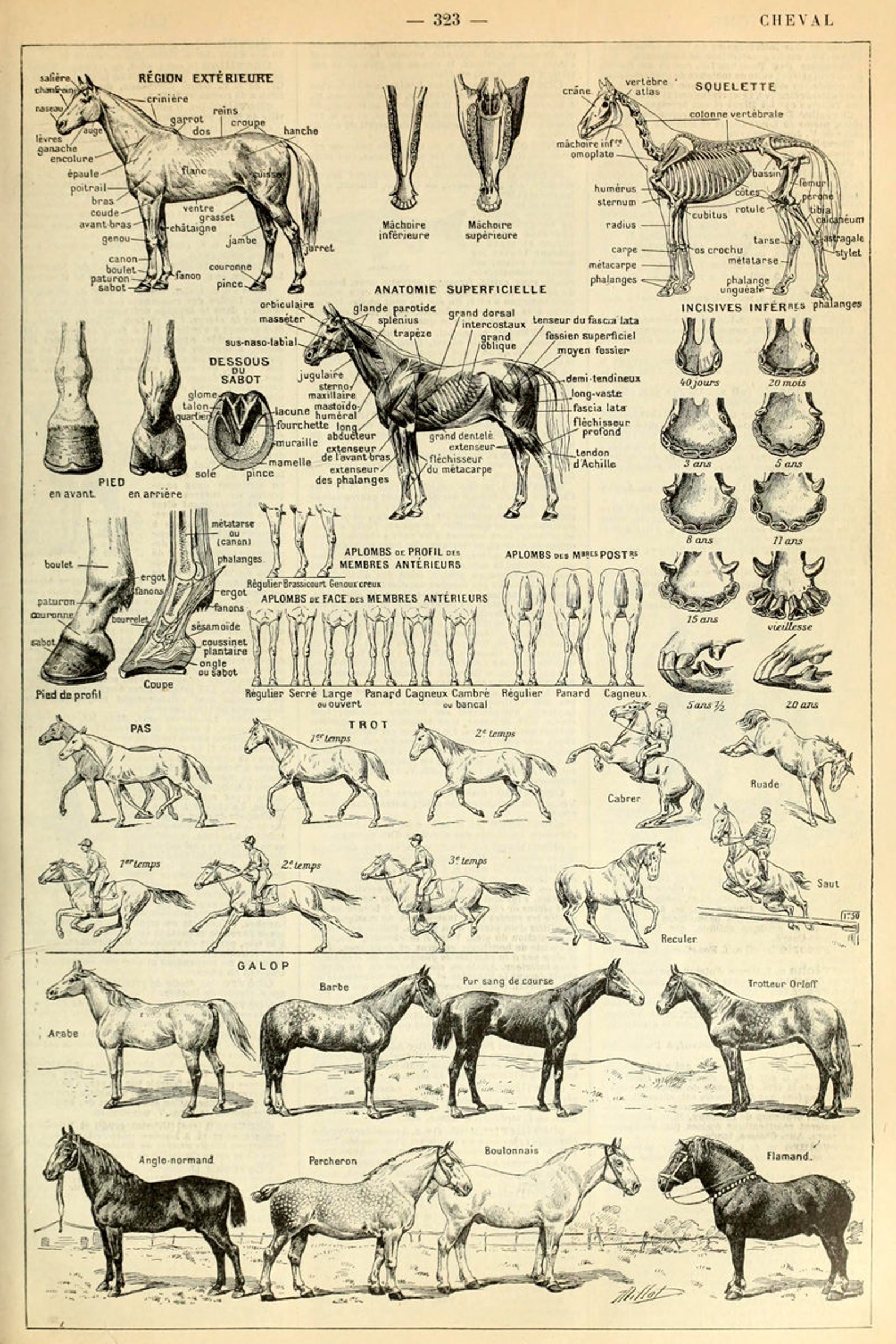 Horse Wall Art Print, Biology Science Vintage Illustration, Office ...