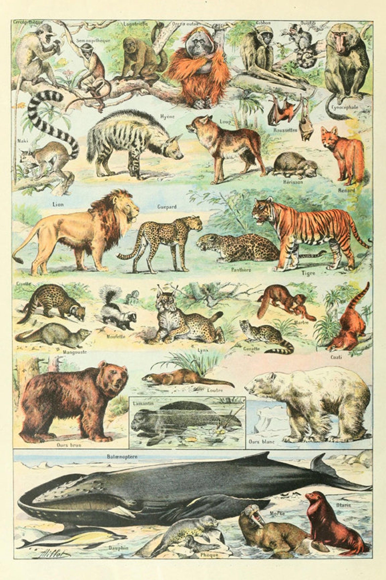 Set of 2 Animal Print Animals Poster Animals Wall Art - Etsy