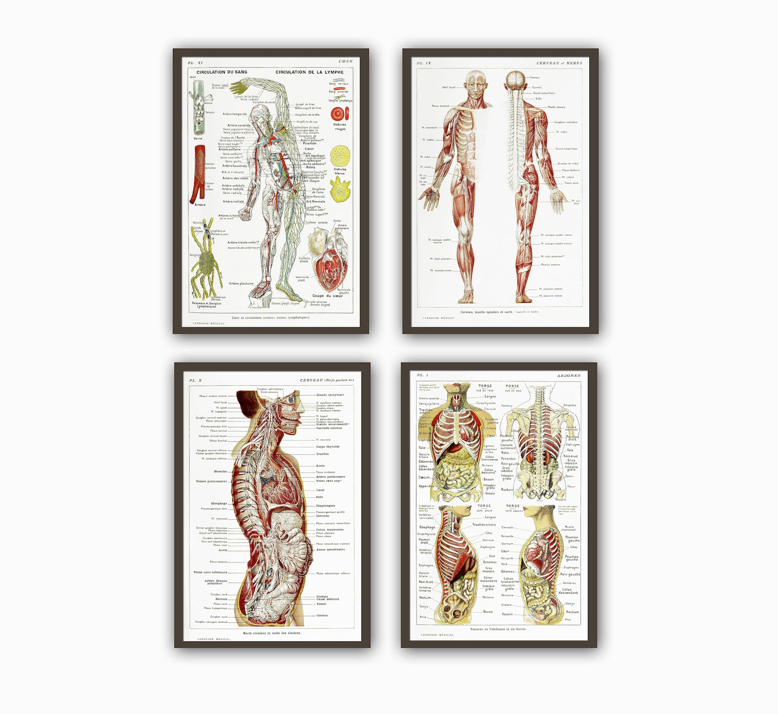 Human Anatomy Print Set Medical Science Print Set of 4 - Etsy