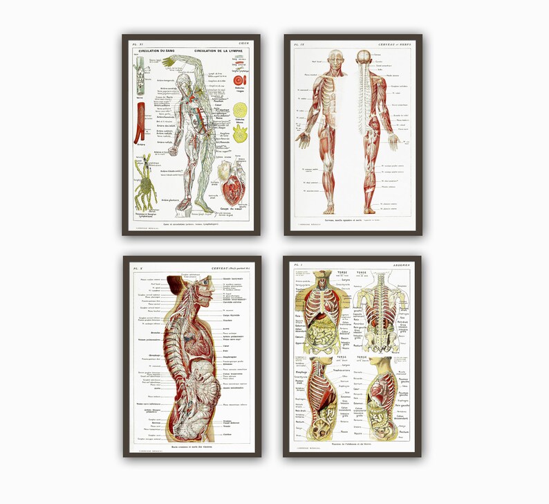 Human Anatomy Print Set Medical Science Print Set of 4 - Etsy