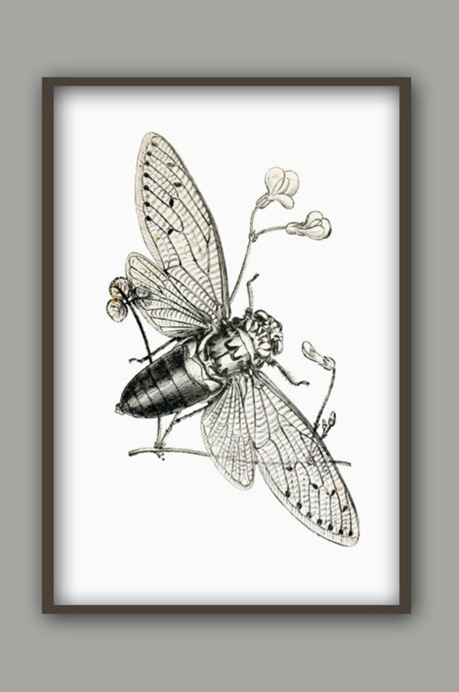 Cicada Insect Art Print Vintage Painting Print Entomology - Etsy