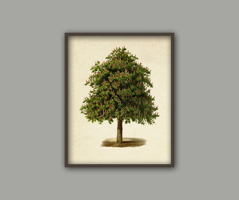 Chestnut Tree Art Print Home Decor Tree Antique Botanical | Etsy