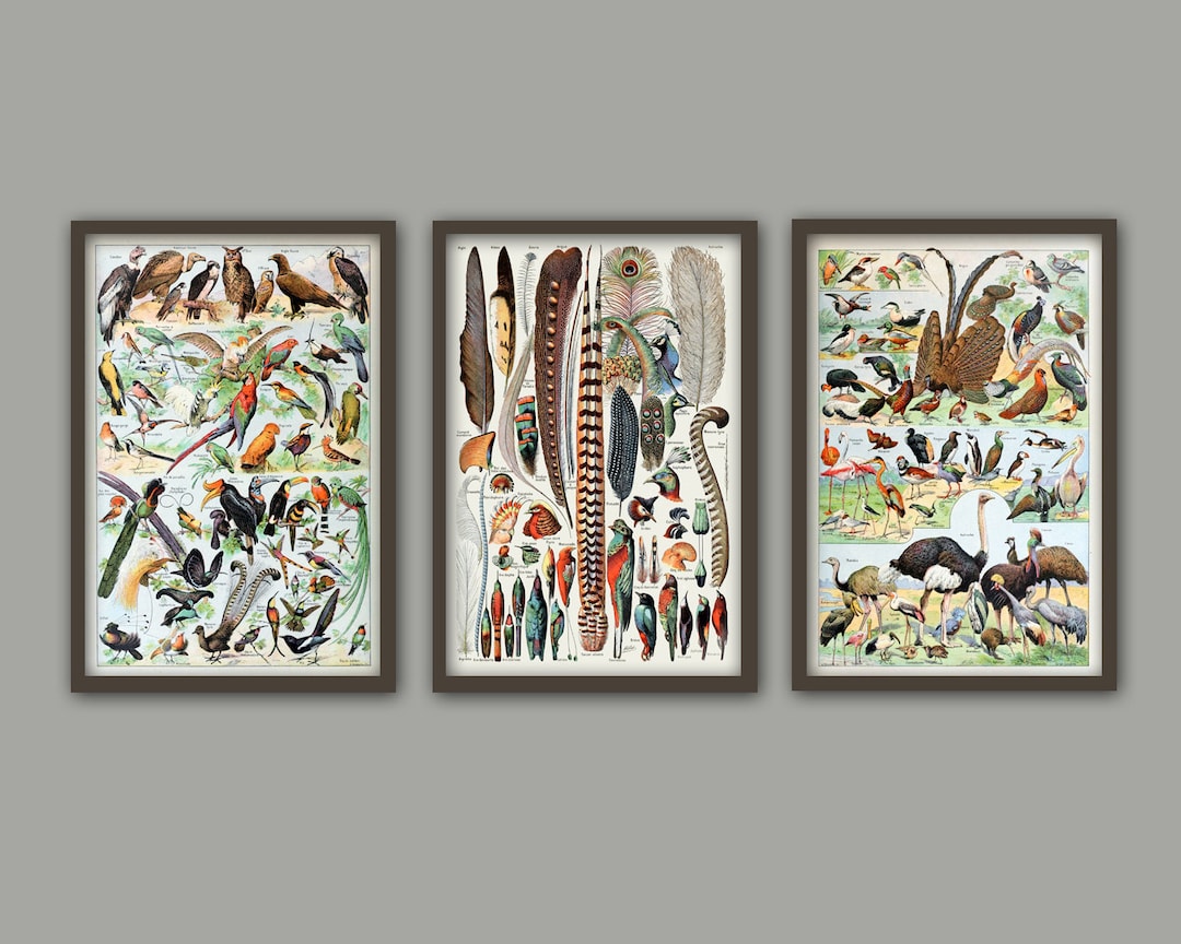 Bird Print Set, Bird Wall Art, Bird Poster, Home Decor, Living Room ...