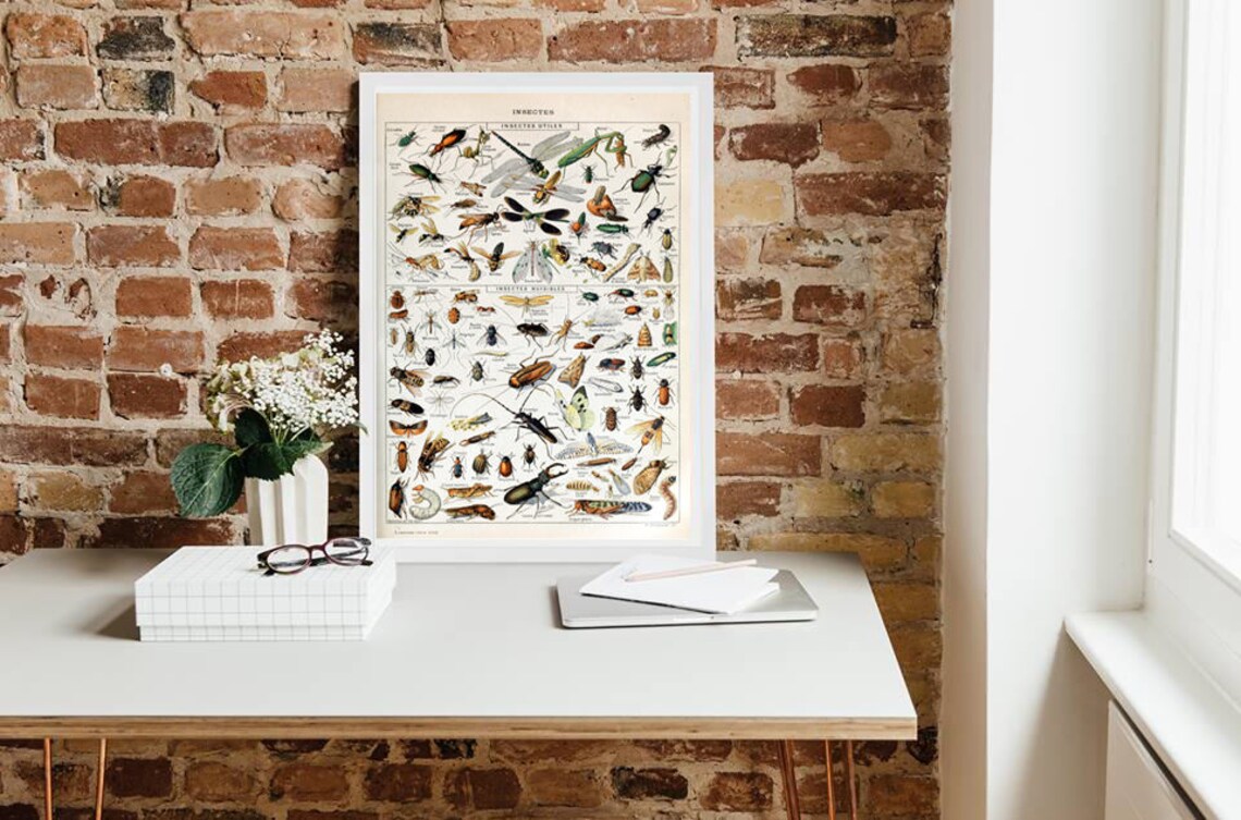 Insect Print Insect Poster Sсience Wall Art Print | Etsy