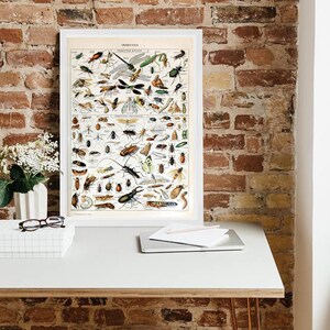 Insect Print - Insect Poster - Sсience Wall Art Print - Entomology ...