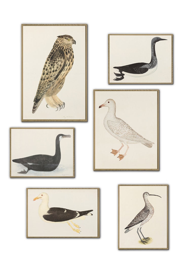 Wild Birds Print Home Gallery Wall Art Decor Large Scale Print | Etsy