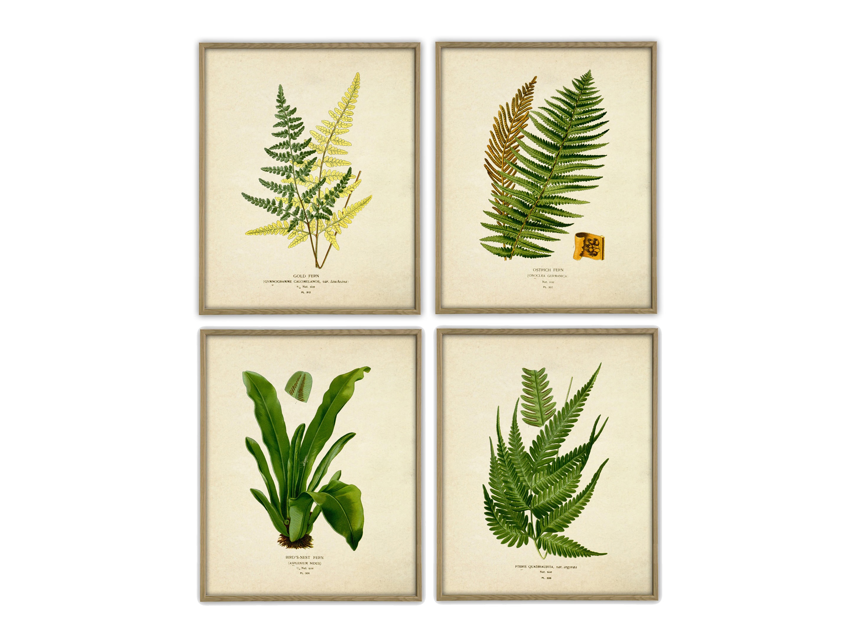 Plant Wall Art Print Set of 4 Botanical Illustration Home - Etsy