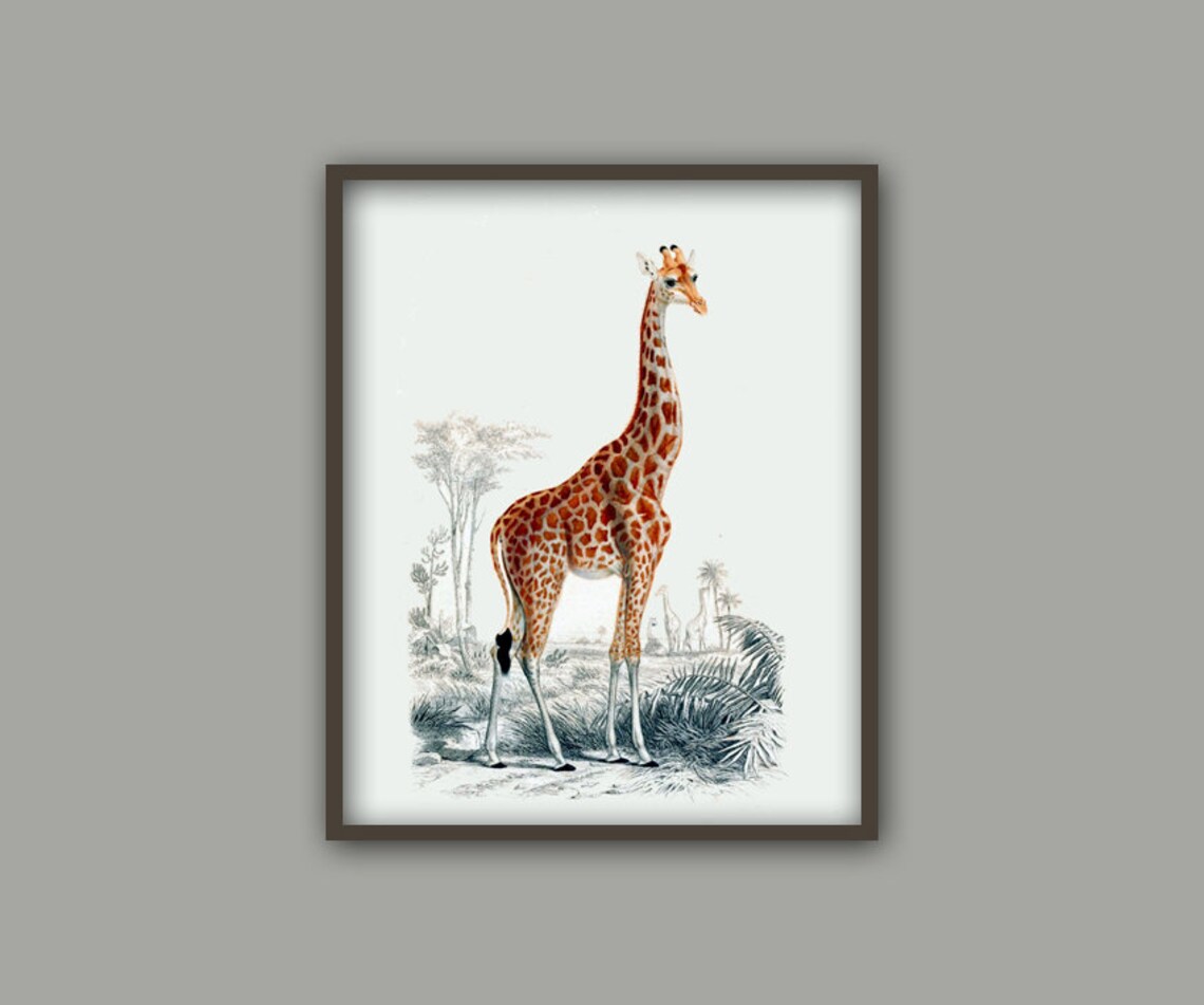 Giraffe Art Print, Antique Safari Animal Illustration - Etsy