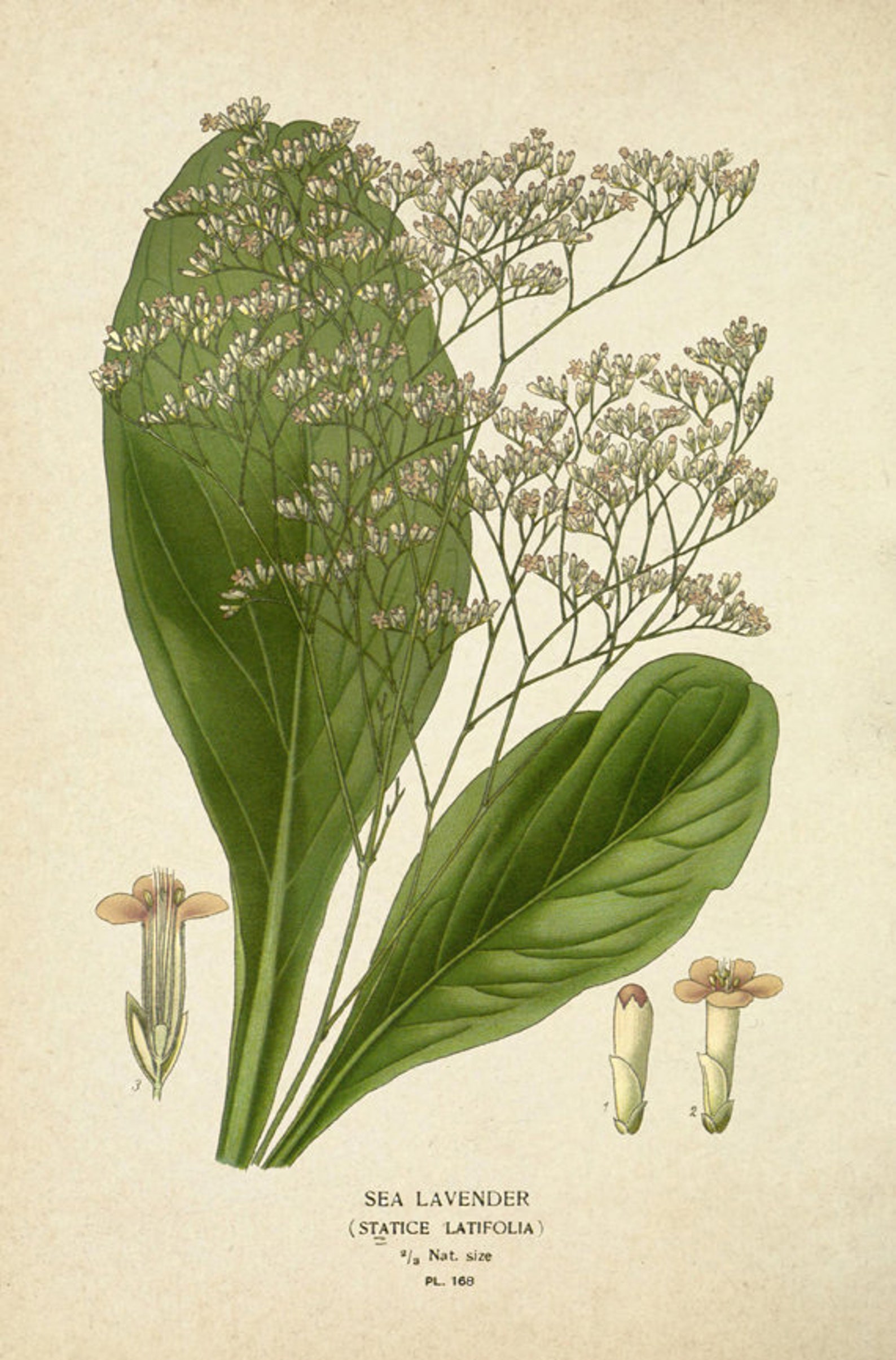 Rustic Botanical Illustration Flowers Prints Wall Art Print - Etsy