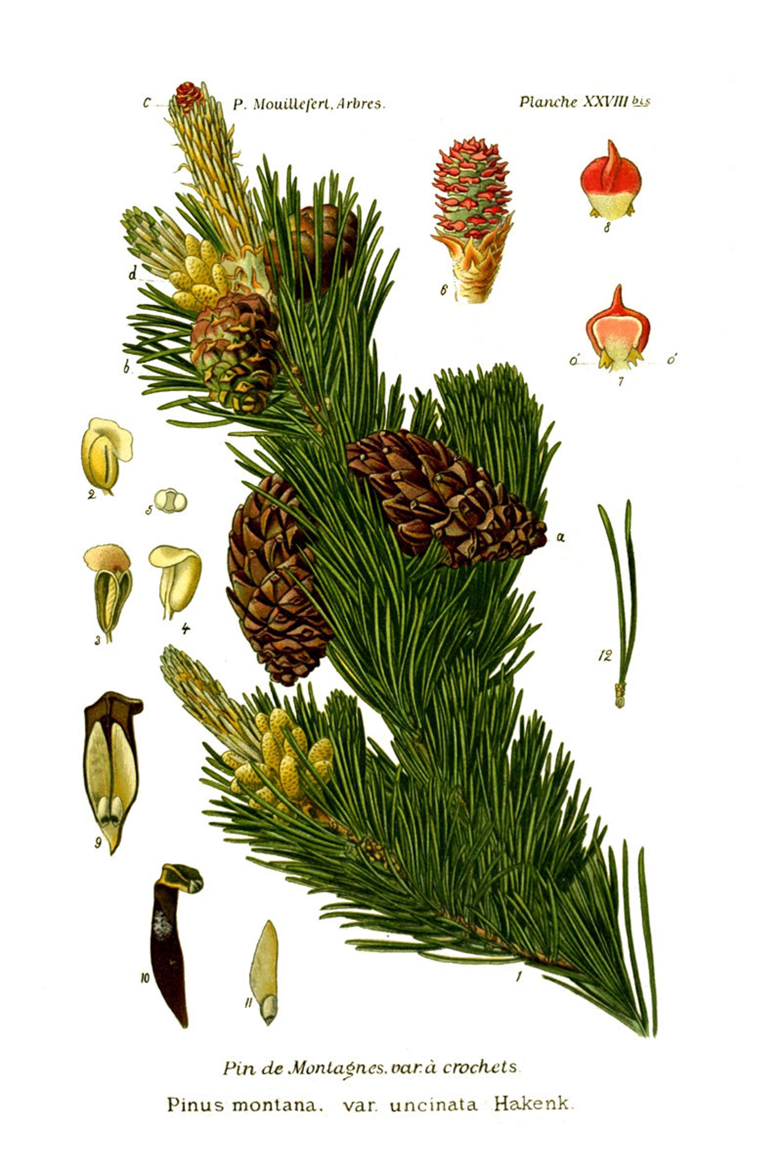 Pine Cone Print Pine Tree Botanical Print Wall Art Print Forest Poster ...