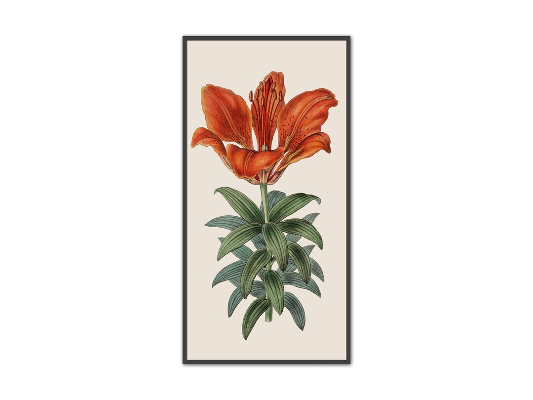 Lily Flower Print, Botanical Print Flower Wall Art Decor, Flower ...