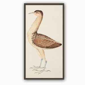 Bird Print, Large Wall Art Decor, Vintage Illustration, European ...