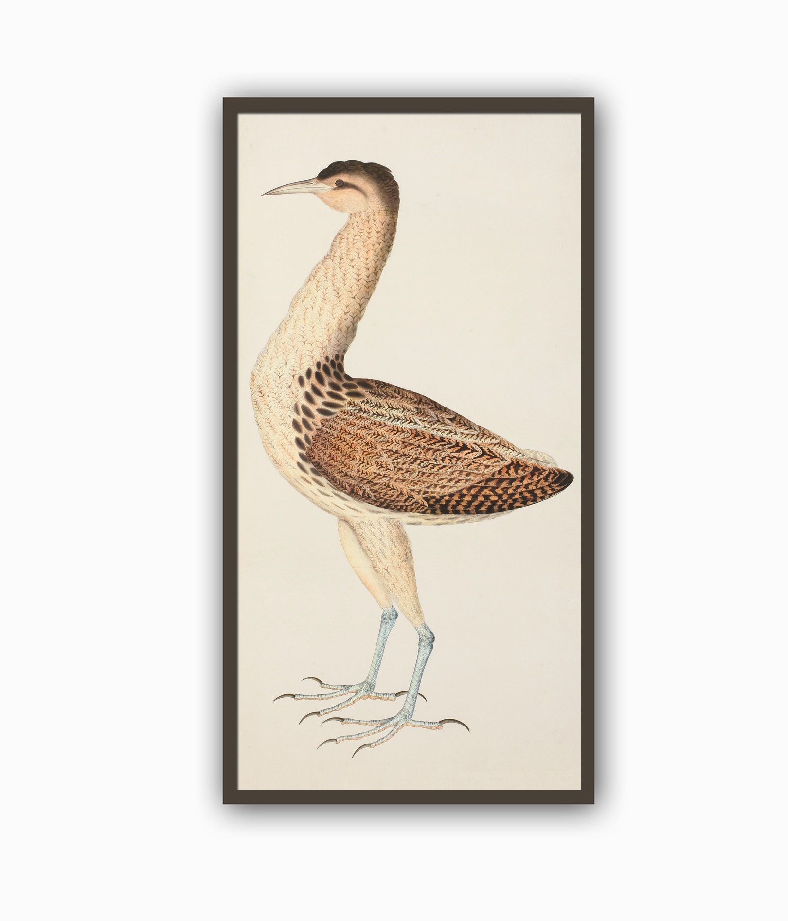Bird Print Large Wall Art Decor Vintage Illustration - Etsy