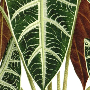 Rare Botanical Posters Set of 4 Botanical Prints Botanical Kitchen ...